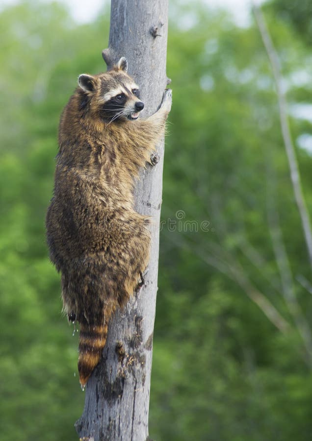 Wasbeer Die Een Boomclose-up Beklimmen Stock Afbeelding - Image of ...