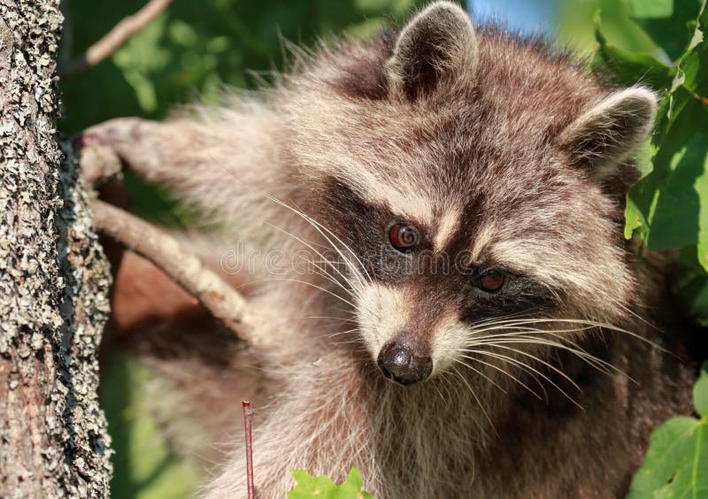 Gezicht van wasbeer stock foto. Image of nave, dier, quebec - 22075442