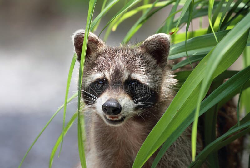 Gezicht van wasbeer stock foto. Image of nave, dier, quebec - 22075442