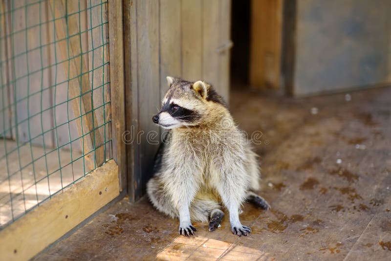 De Wasbeer in De Kooi Ziet Er Droevig Uit En Vraagt Duidelijk Om ...