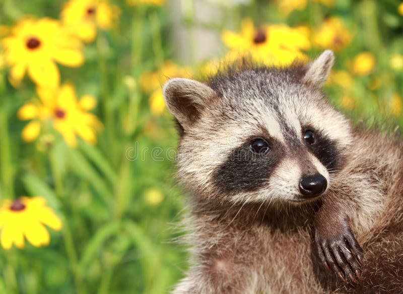 De wasbeer van de baby stock foto. Image of bloemen, zoogdier - 22466716