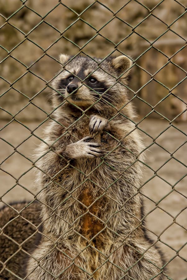 De Wasbeer in De Kooi Ziet Er Droevig Uit En Vraagt Duidelijk Om ...