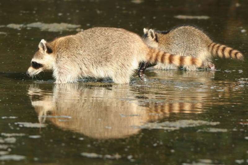 Moederwasbeer Die Met Baby Ontsnappen Stock Foto - Image of over, nieuw ...