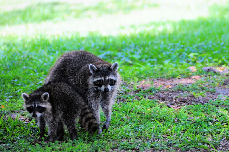 Wasbeer of Wasbeer & Baby in Zuid-Florida Stock Foto - Image of bandiet ...
