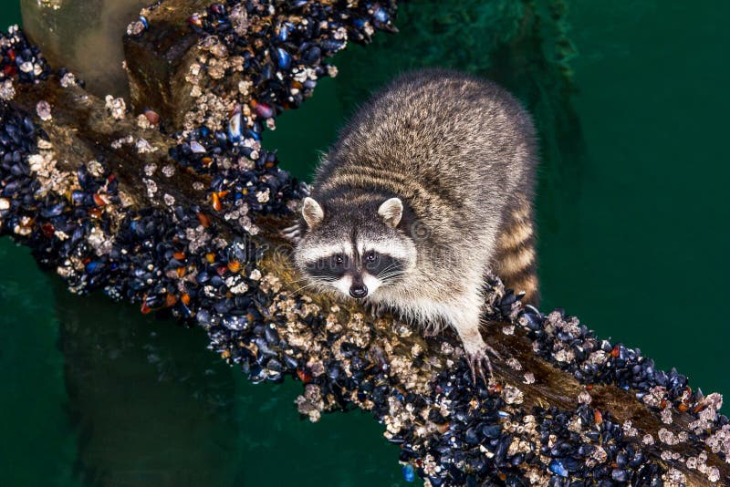 Sluit Omhoog Van Een Wasbeer Stock Foto - Image of gestreept, bont ...