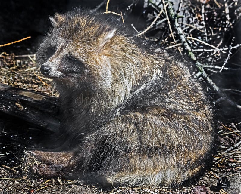 Wasbeerhond stock foto. Image of wild, slim, fauna, wasbeer - 134362308