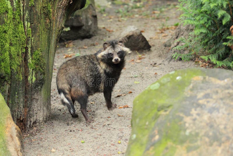 Wasbeerhond stock foto. Image of dier, glanzen, nave - 33006658