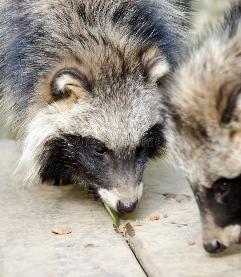 Wasbeerhond stock afbeelding. Image of pret, nave, dierentuin - 34686401