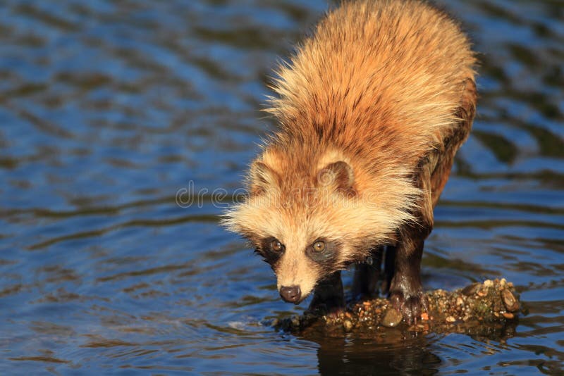 Wasbeerhond stock afbeelding. Image of pret, nave, dierentuin - 34686401