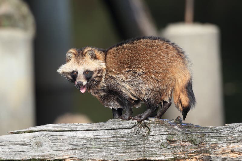 Wasbeerhond stock afbeelding. Image of volledig, lichaam - 40126541