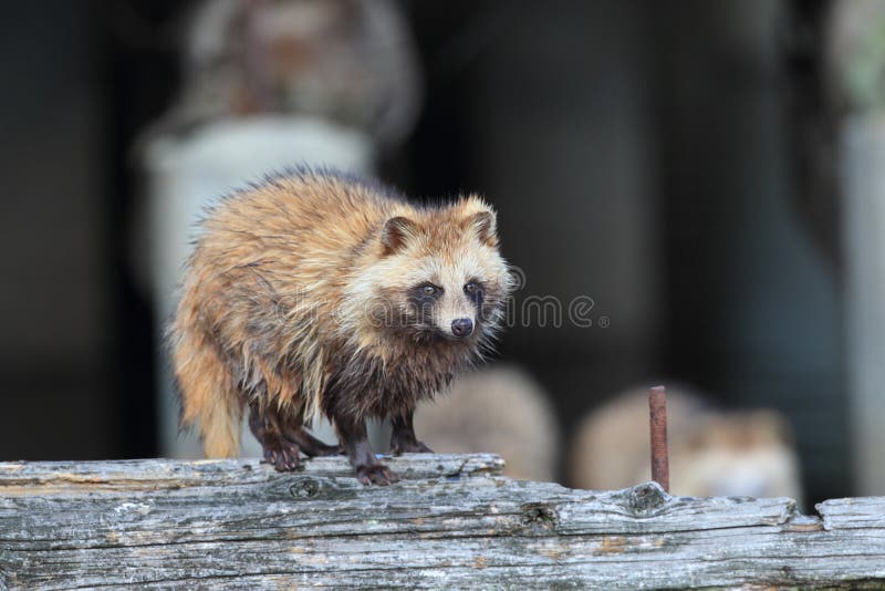 Wasbeerhond stock afbeelding. Image of hond, wild, status - 72821925