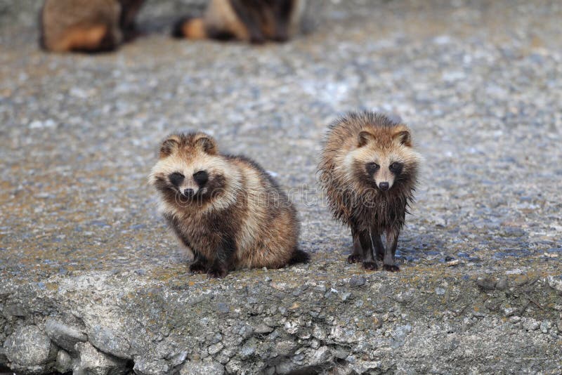 Wasbeerhond stock afbeelding. Image of carnivoor, status - 40126731