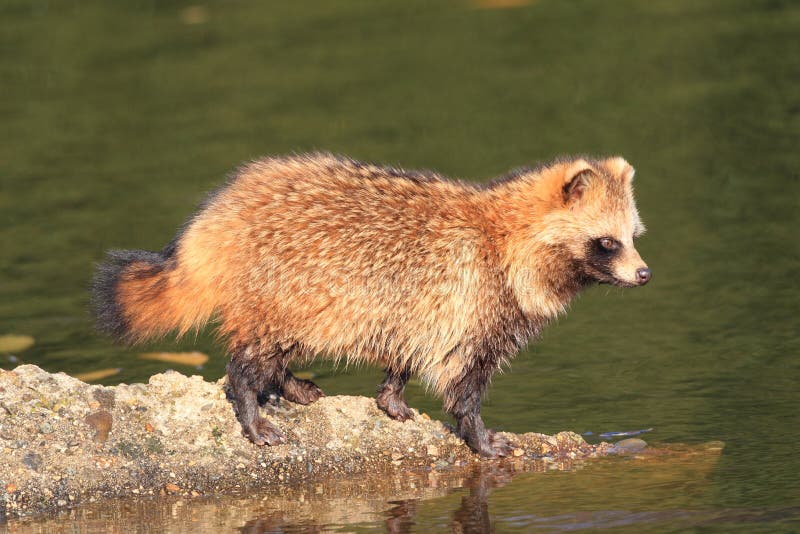 Wasbeerhond stock afbeelding. Image of volledig, lichaam - 40126541