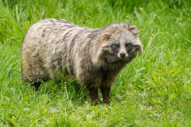 Wasbeerhond stock afbeelding. Image of hond, wild, status - 72821925