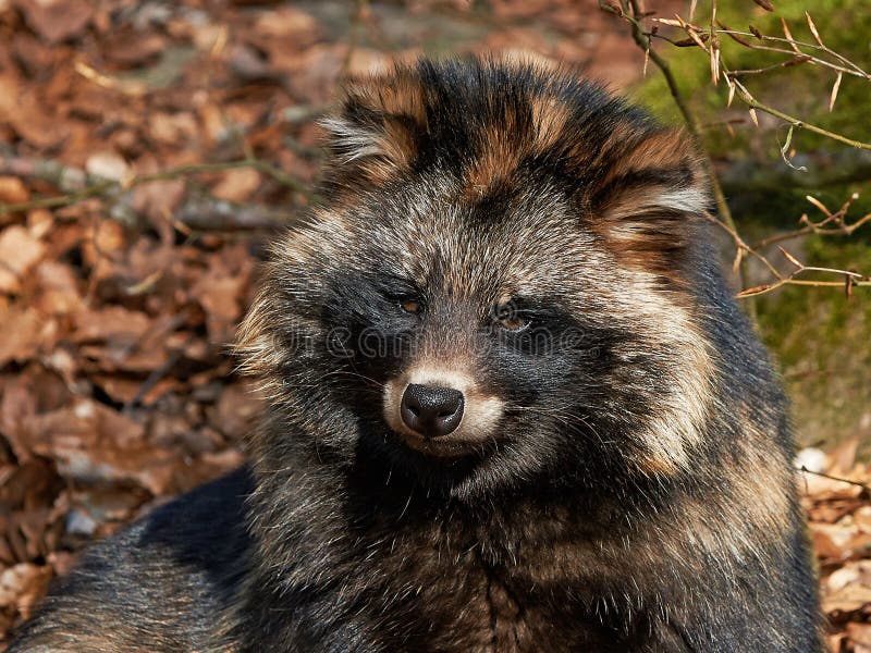 Wasbeerhond (Nyctereutes Procyonoides) Stock Afbeelding - Image of ...