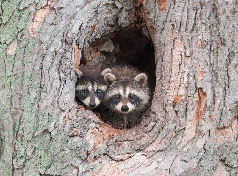 De Wasbeer Van De Baby in Een Boom Stock Afbeelding - Image of wasbeer ...