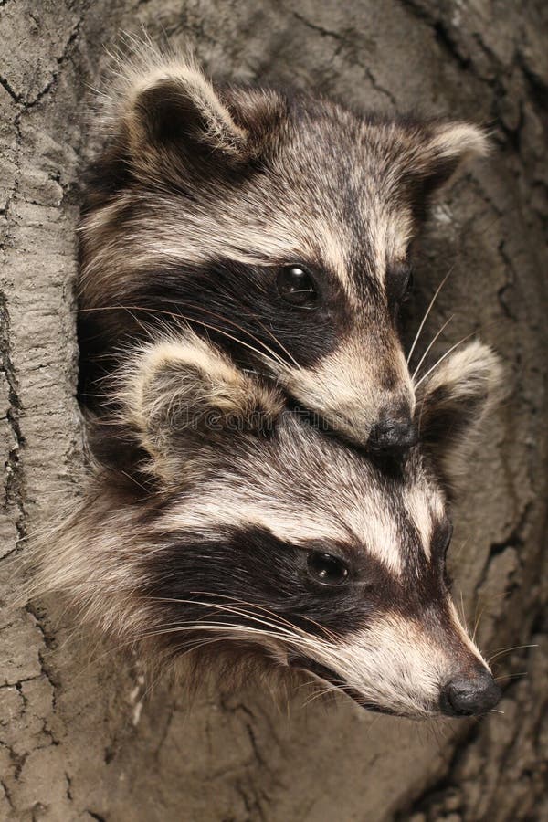 Twee wasberen stock afbeelding. Image of wasbeer, zoogdier - 14660249