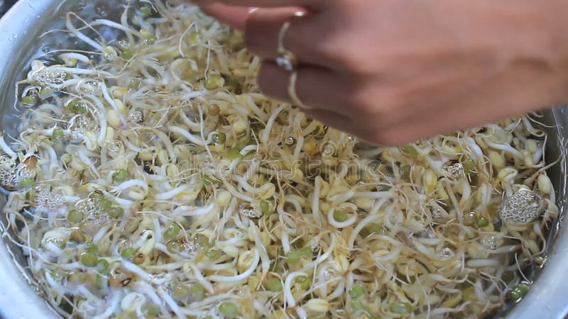 Bean sprout stock video footage. Video of natural, landscape - 35779067