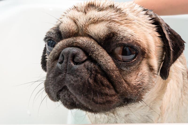 Wash Day stock photo. Image of grooming, adorable, pets - 73293056