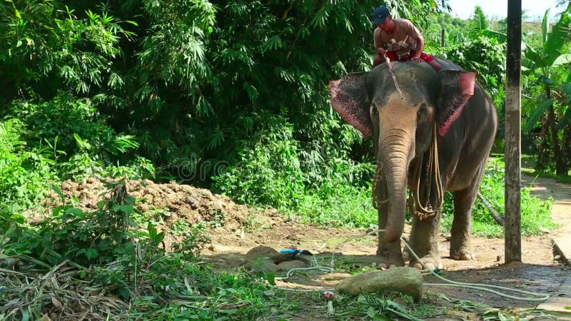 Wash an Elephant stock video. Video of cleaning, thailand - 42307135