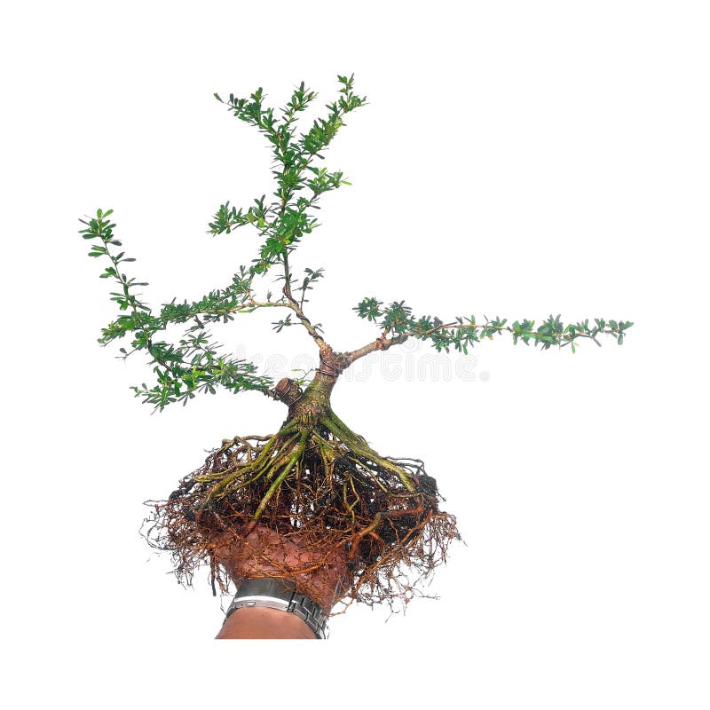 Wash the Roots of Linh Sam To Use To Make Bonsai Stock Photo - Image of ...