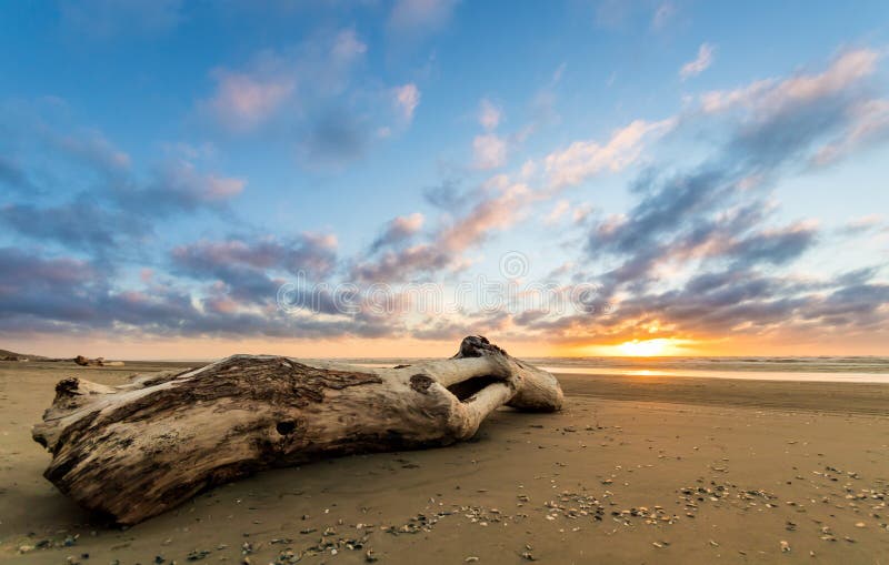 Beach Log Sunset stock photo. Image of sand, beach, drift - 103045214