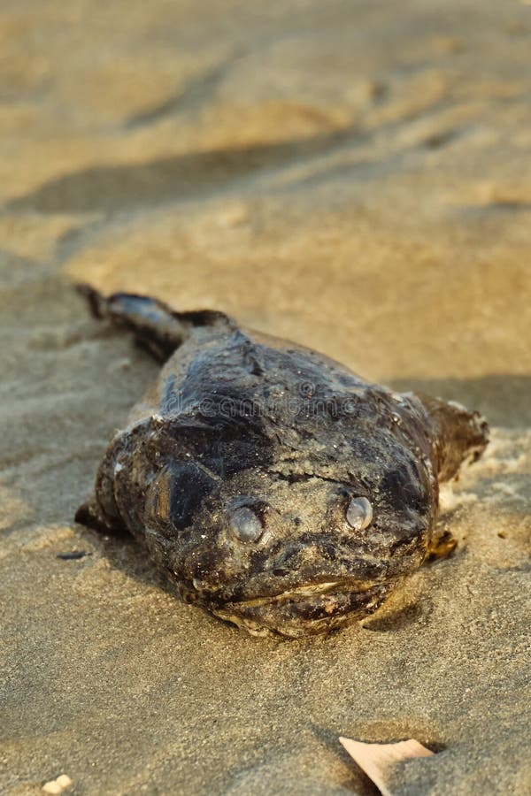 Freaky fish on the beach stock image. Image of vertebrata - 236236243