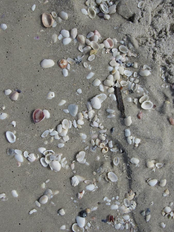 Sea shells stock image. Image of water, sand, snow, washed - 249213759