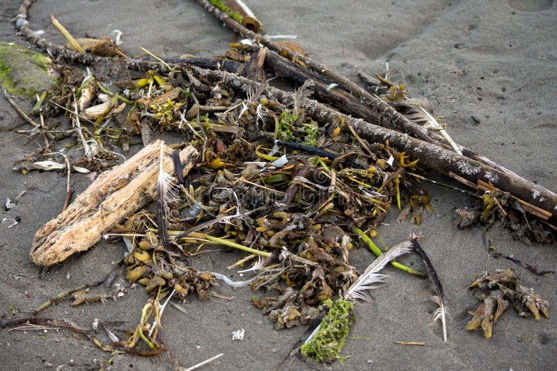 Washed Ashore stock photo. Image of washed, sitting, weed - 95196498