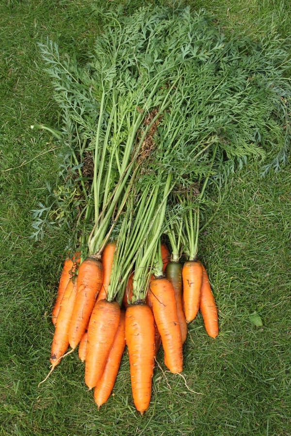 Washed Carrots with Tops from a Garden-bed on a Green Grass Stock Photo ...