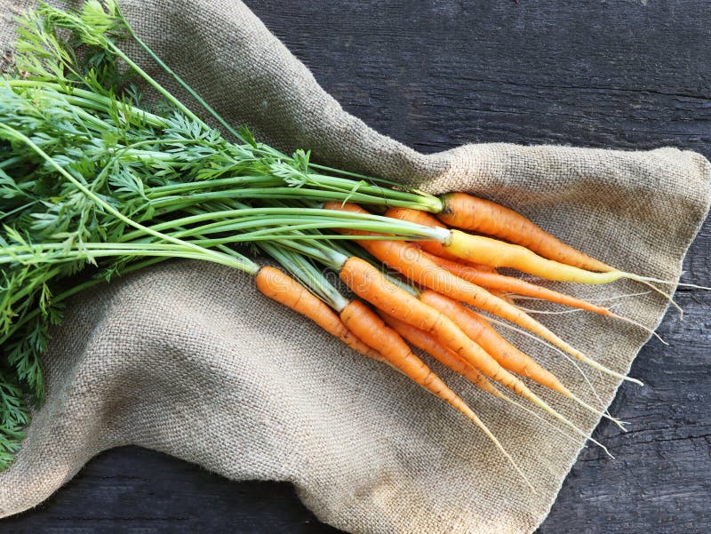 Washed Carrots of Various Sizes Stacked in a Pile on a Burlap ...