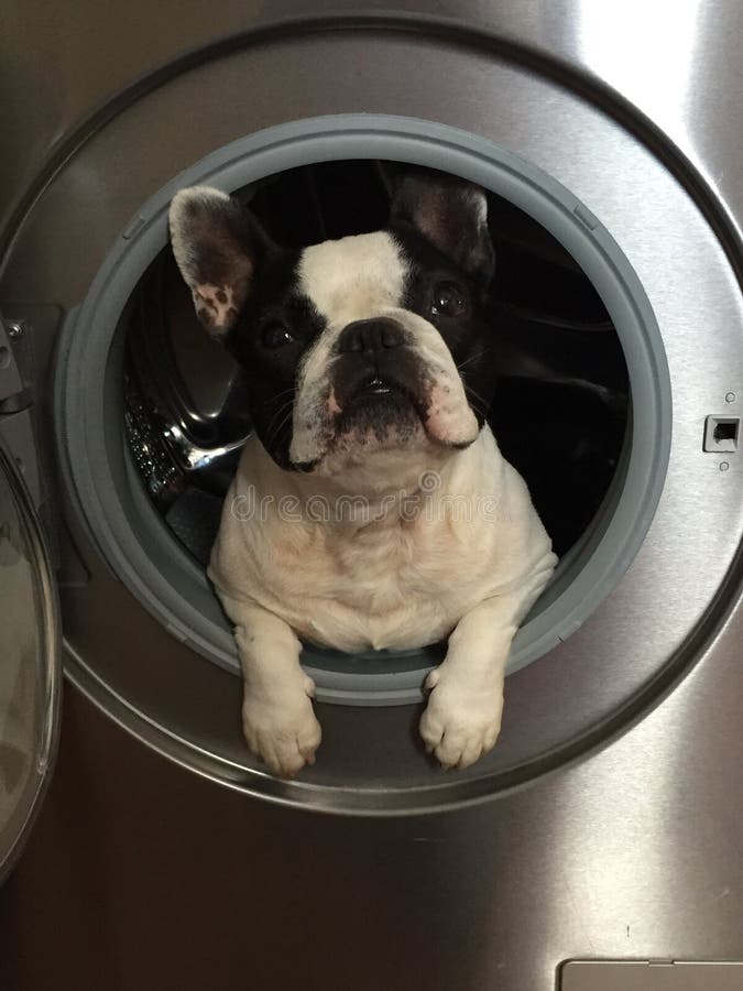Washed dog stock image. Image of washed, puppie, bulldog - 52378613
