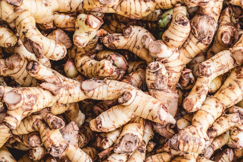 Washed fresh ginger roots stock photo. Image of closeup - 150581362