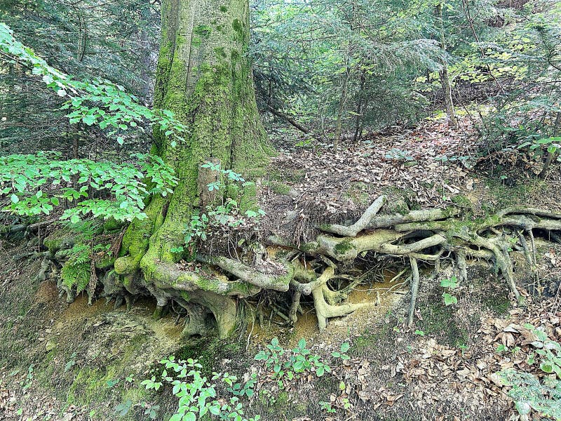 Washed-out Roots Under a Tree, Trees in the Wilderness, Forest, Old ...