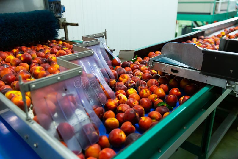 Washed Peaches on Sorting Conveyor Belt in Fruit Packing Plant Stock ...