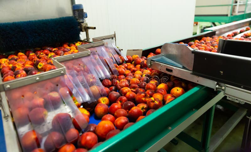 Washed Peaches on Sorting Conveyor Belt in Fruit Packing Plant Stock ...