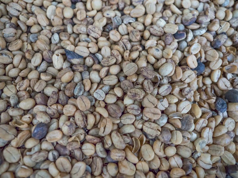 Washed and Wet Beans in a Sieve Stock Image - Image of organic, closeup ...