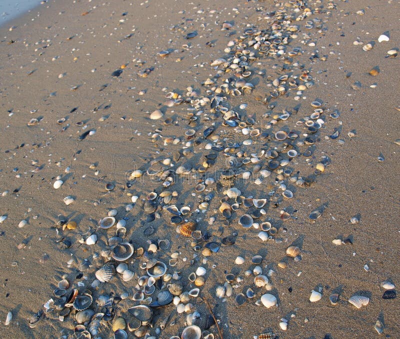 Washed Shells on the Beach, Eraclea Mare Stock Image - Image of animal ...
