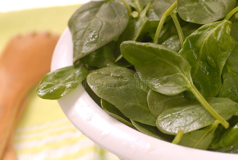 Washed spinach stock photo. Image of healthy, spinach - 8548374