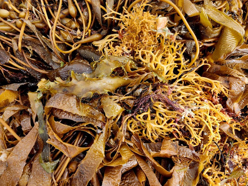 Kelp Seaweed South Australia Stock Photo - Image of australia, marine ...