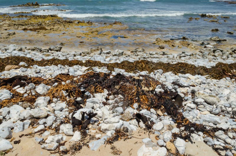 Washed Up Seaweeds on a Beach Stock Image - Image of surf, biomass ...