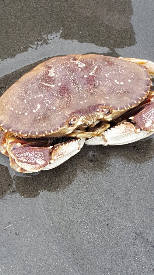 Washed-up Crab stock photo. Image of washedup, pacific - 74555102