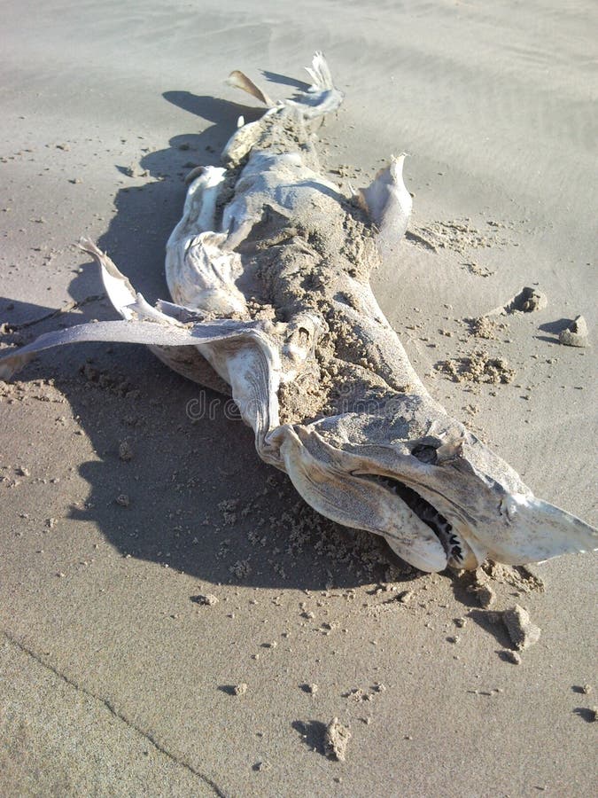 Shark Dead Washed Up on Beach Stock Image - Image of horizon, animal ...