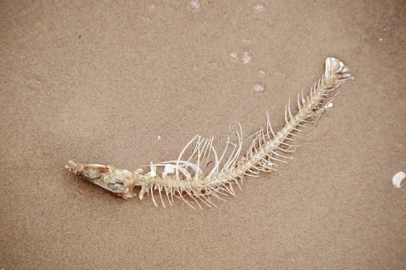 .a Washed Up and Faded Fish Skeleton on a Sandy Beach Stock Photo ...