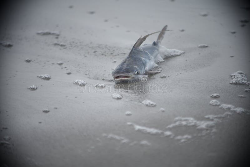 Fish on the Beach stock photo. Image of united, animal - 113895586
