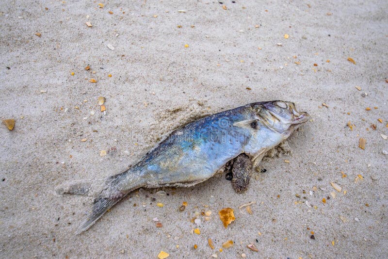 Washed-up Fish stock image. Image of tide, dead, fish - 83405007