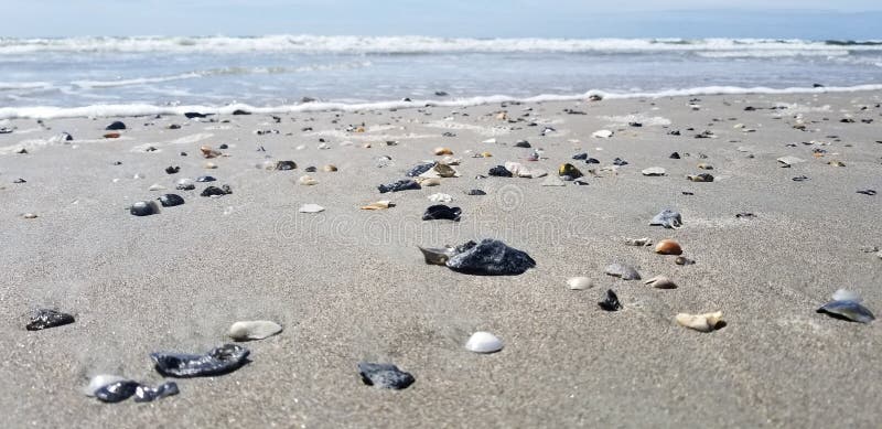 Washed up stock image. Image of sand, shells, coast - 135018223