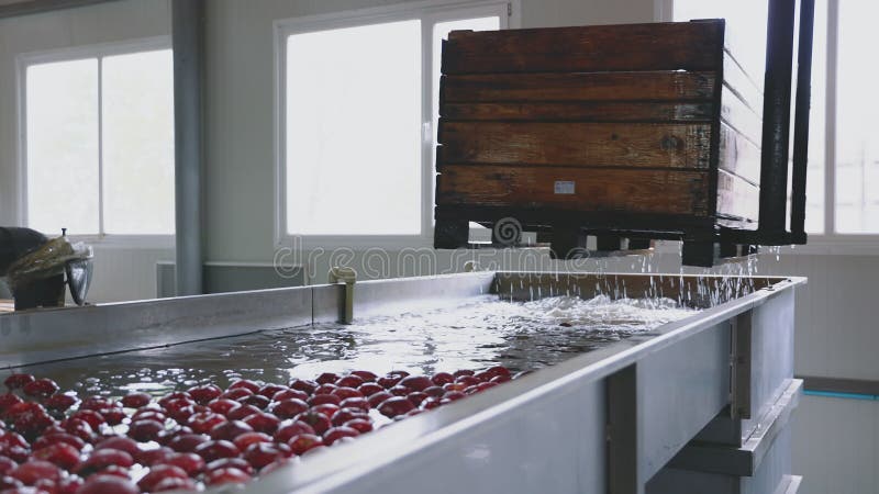 Washing apples from a box stock video. Video of food - 268282685