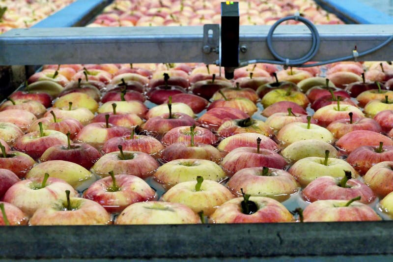 Washing Apples in Fruit Processing Factory Stock Photo - Image of ...