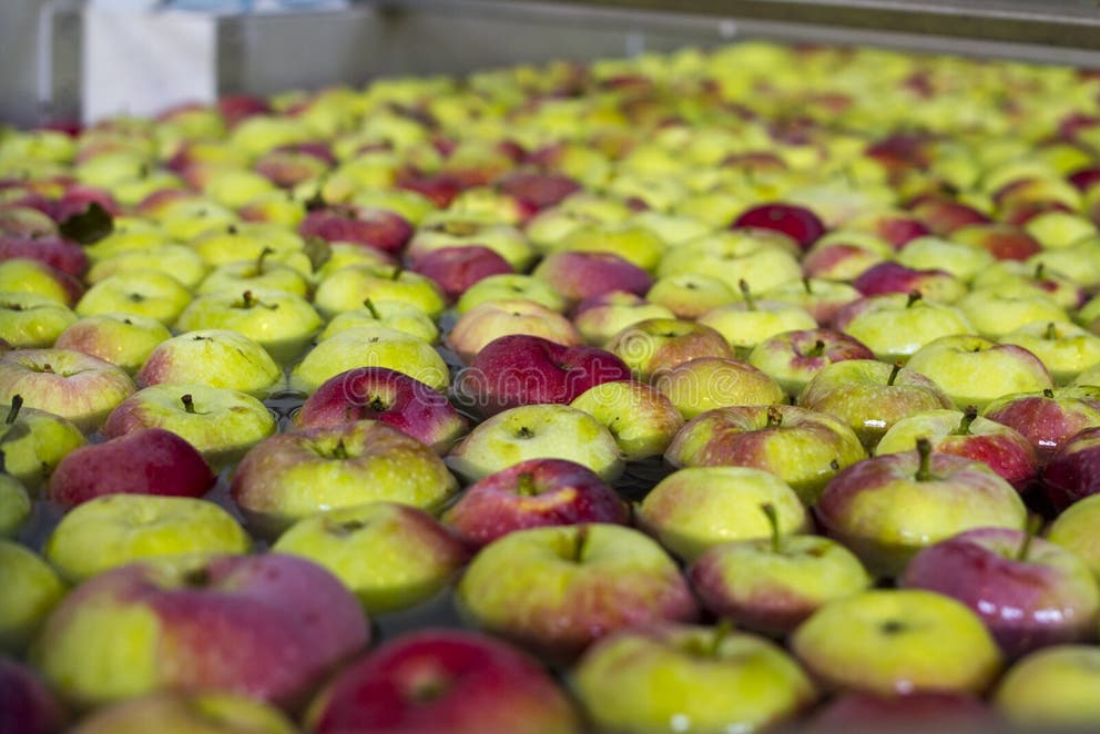 Washing Apples in the Fruit Processing Plant, Close Stock Photo - Image ...